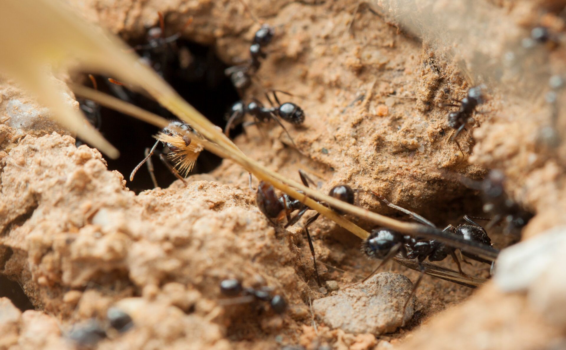 Unearthing the Science of Soil | Earth Endeavours