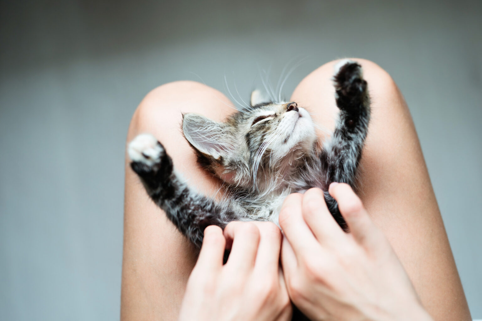 The Science of Relaxation: Unveiling the Calming Power of Cats | Earth ...