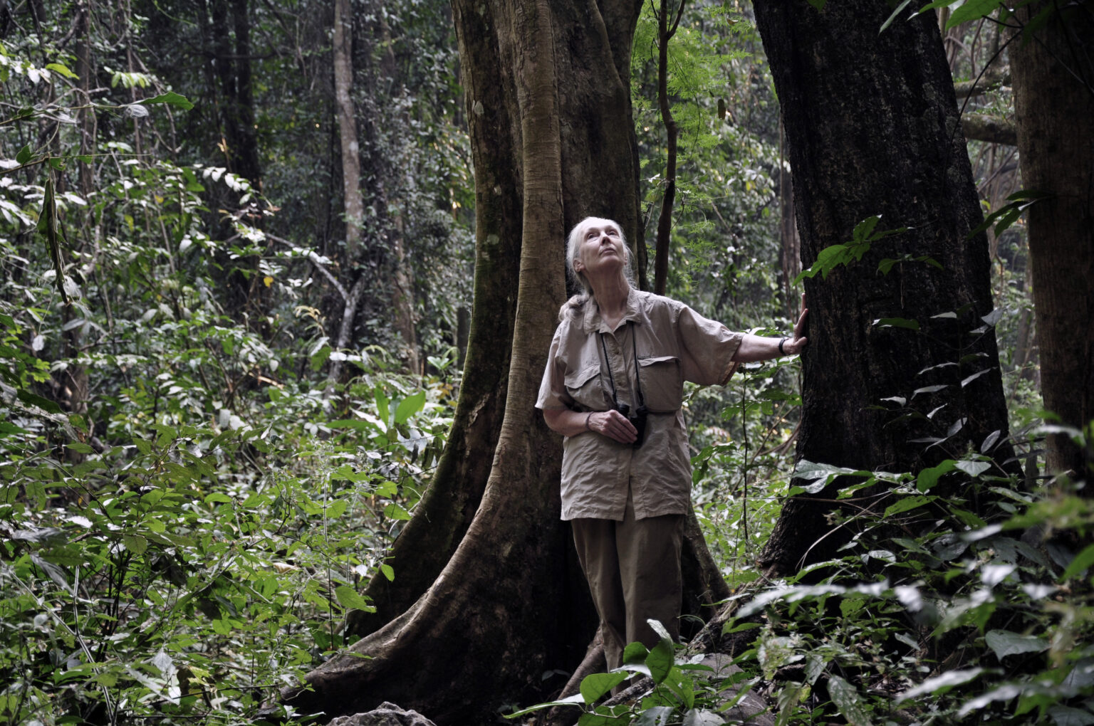 The Traits That Built Jane Goodall’s Legacy—and How We Might Cultivate ...
